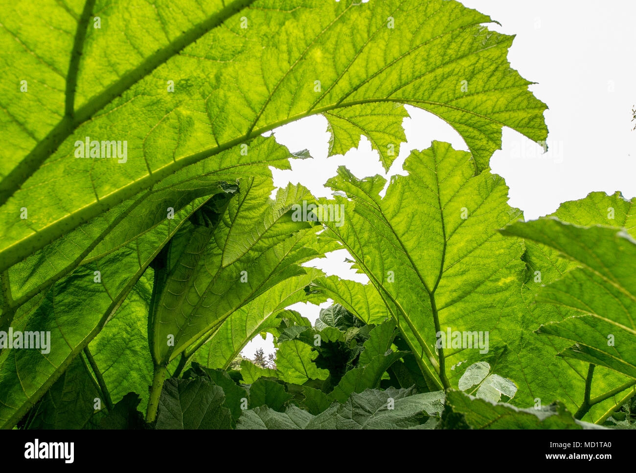 Giant green spiky leaves of a plant Stock Photo - Alamy