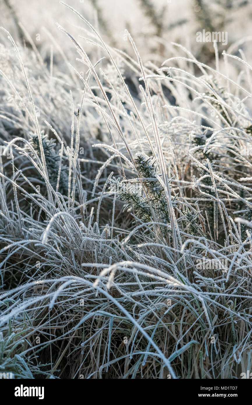 Pretty frozen grass hi-res stock photography and images - Alamy