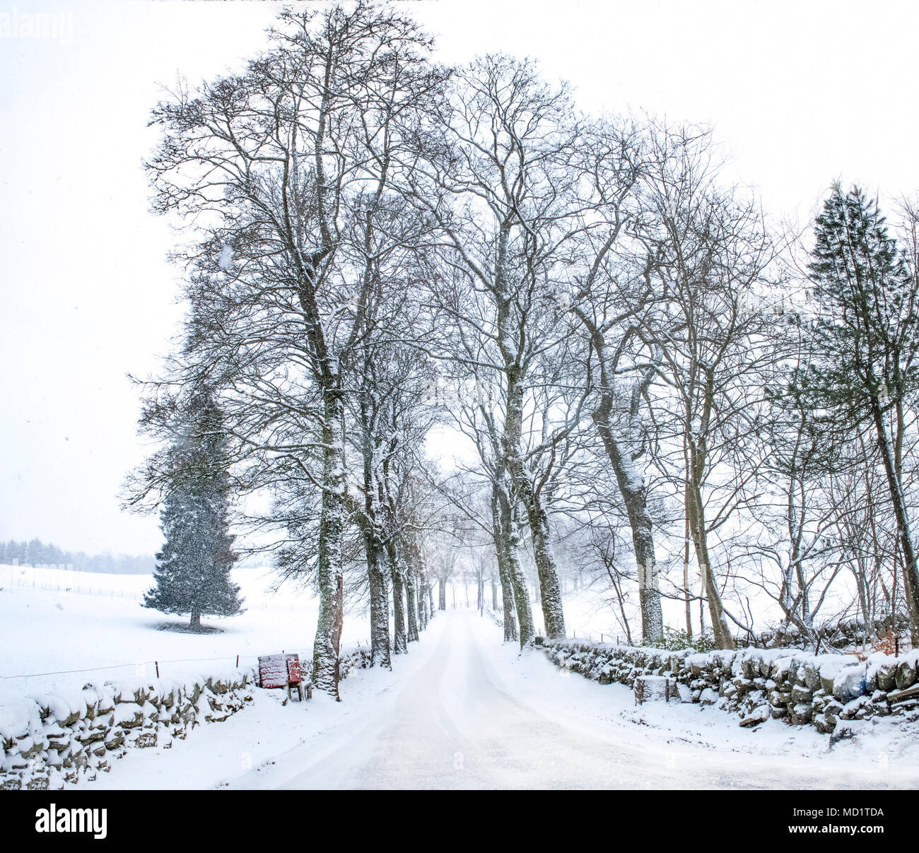 A tree lined road hi-res stock photography and images - Alamy