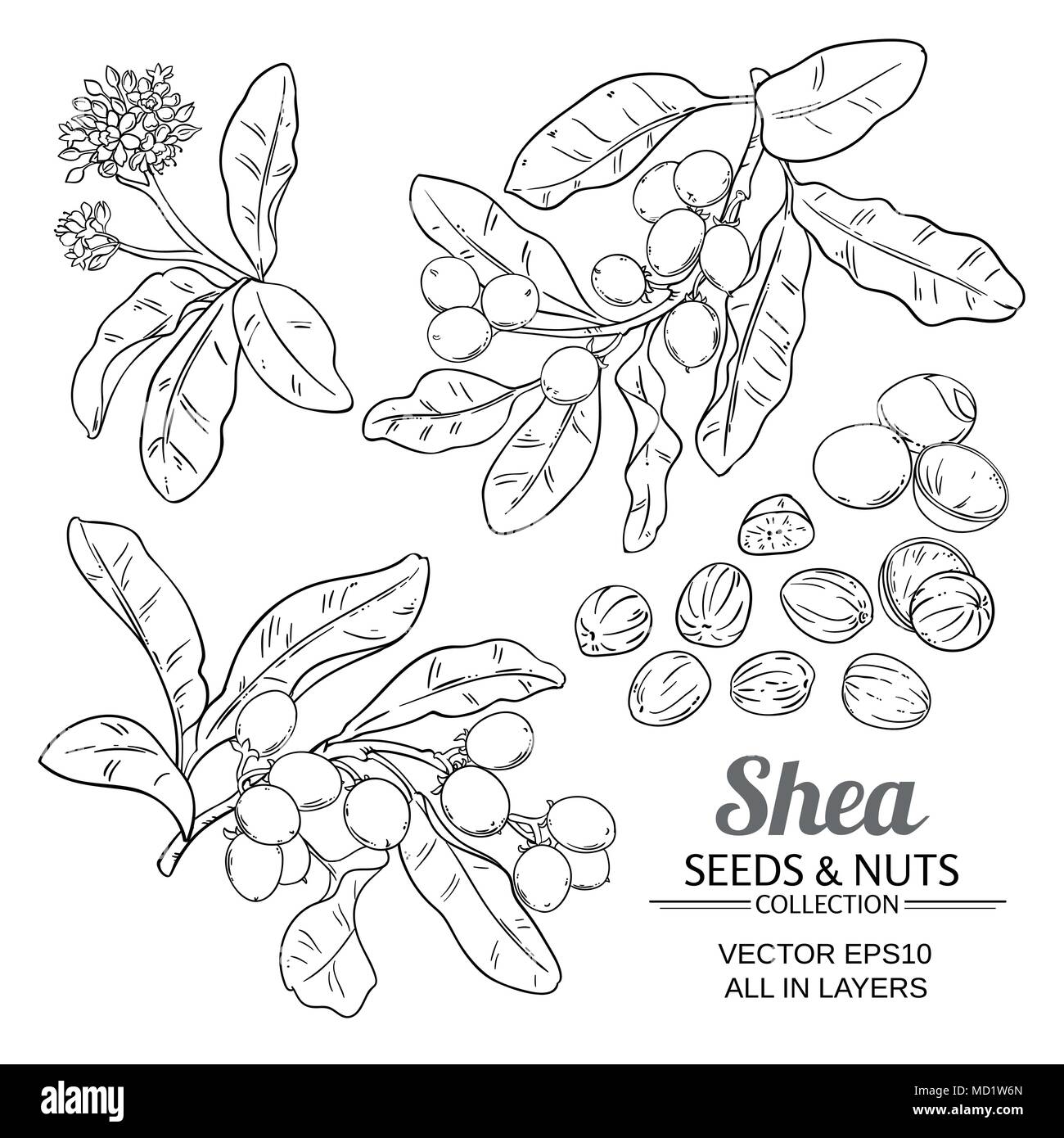 shea branches vector set on white background Stock Vector Image & Art ...