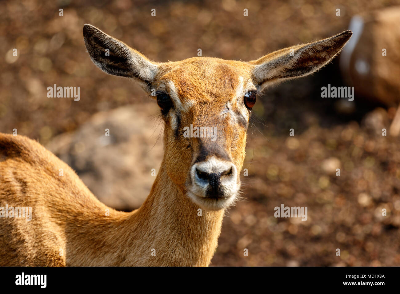Indian Chinkara gazelle, closeup shots Stock Photo - Alamy