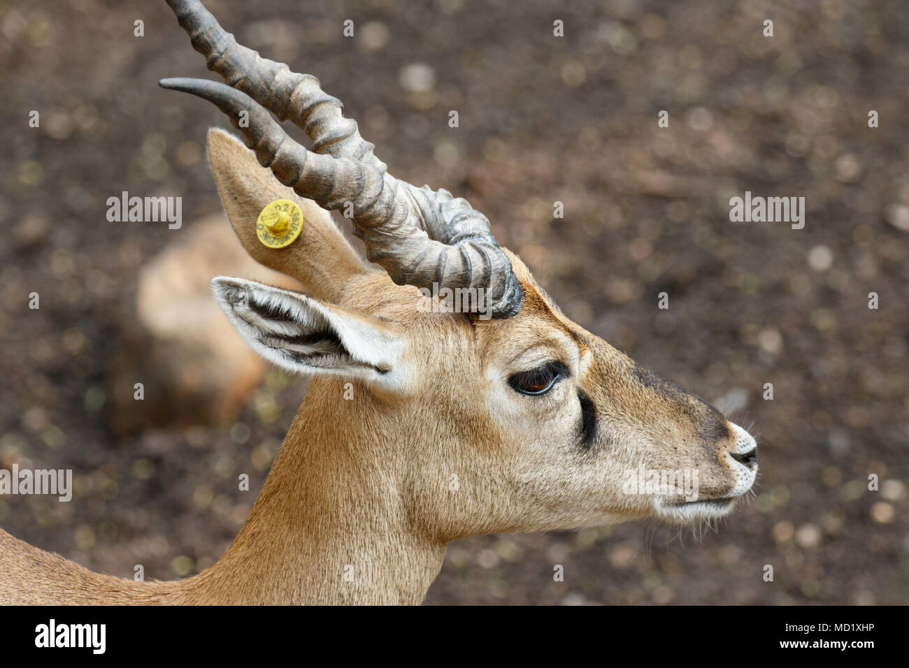 Indian Chinkara gazelle, closeup shots Stock Photo - Alamy