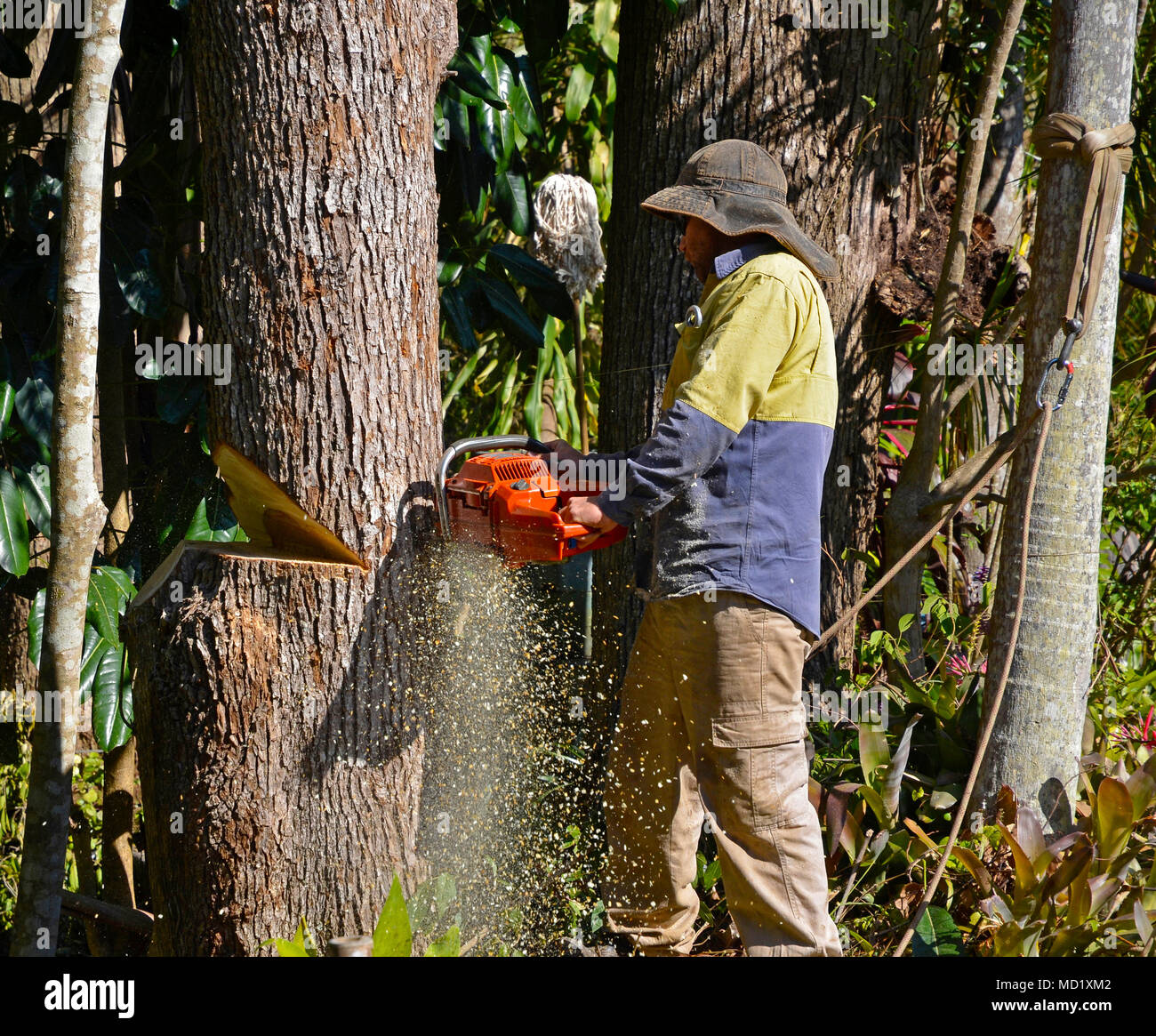 single tree surgeon chainsawing a tree at ground level Stock Photo - Alamy