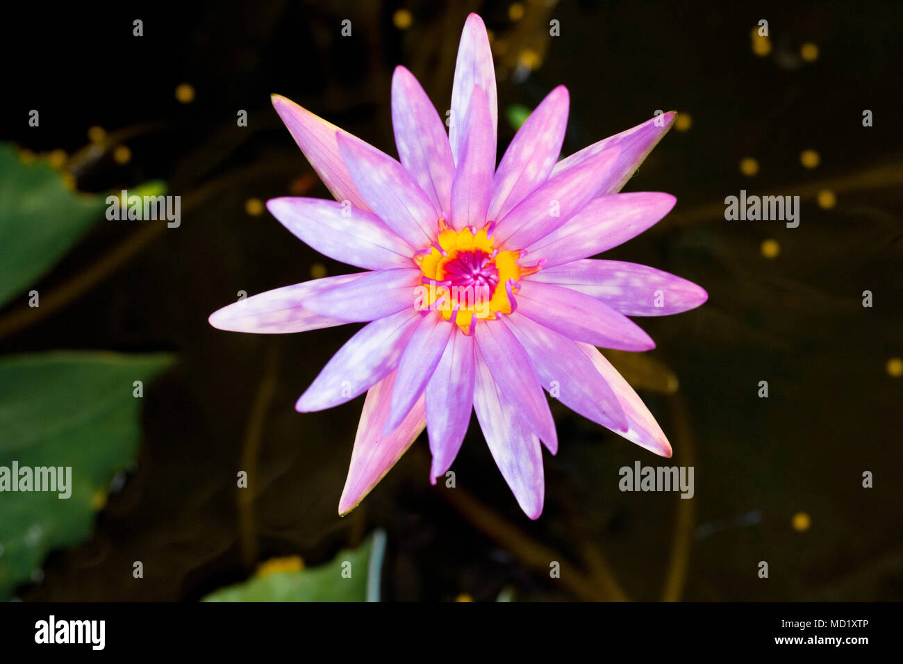 Vintage lotus flower pastel color to Creative pattern and texture ...