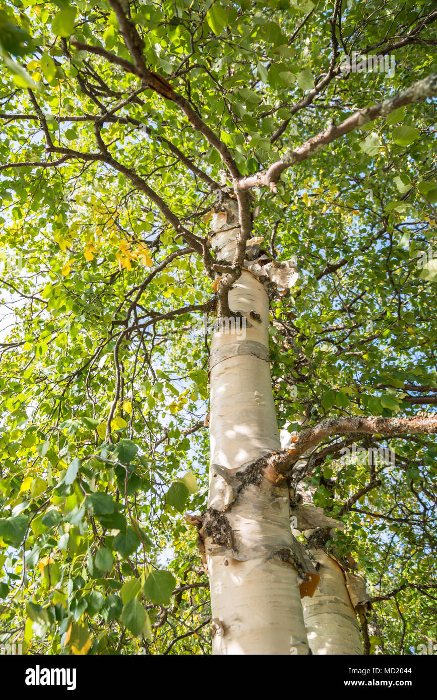 Birch tree in Ylläs-Pallastunturi National Park. Muonio, Lpaland ...