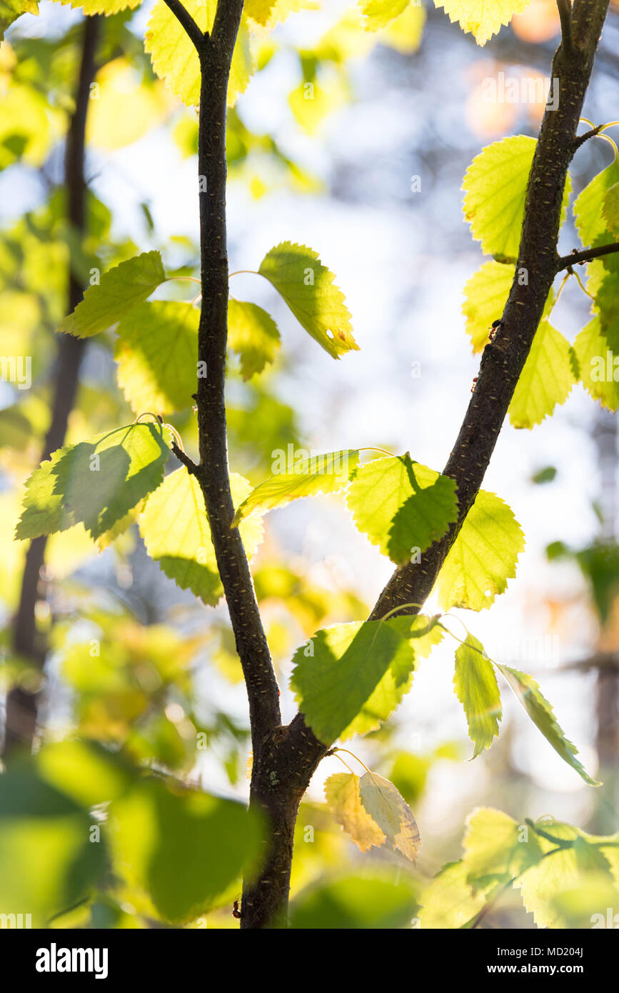 Birch tree in Ylläs-Pallastunturi National Park. Muonio, Lpaland ...