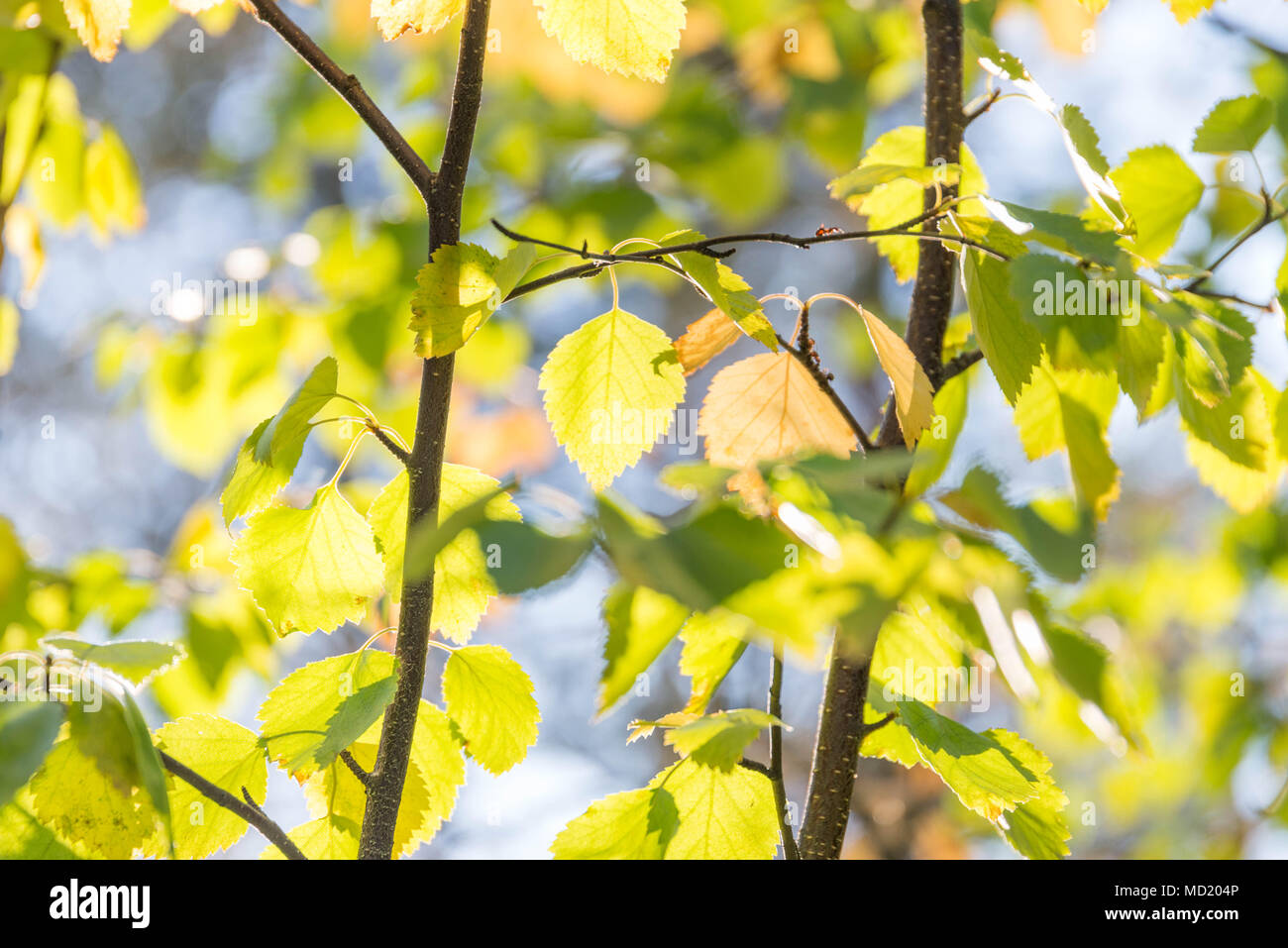 Birch tree in Ylläs-Pallastunturi National Park. Muonio, Lpaland ...