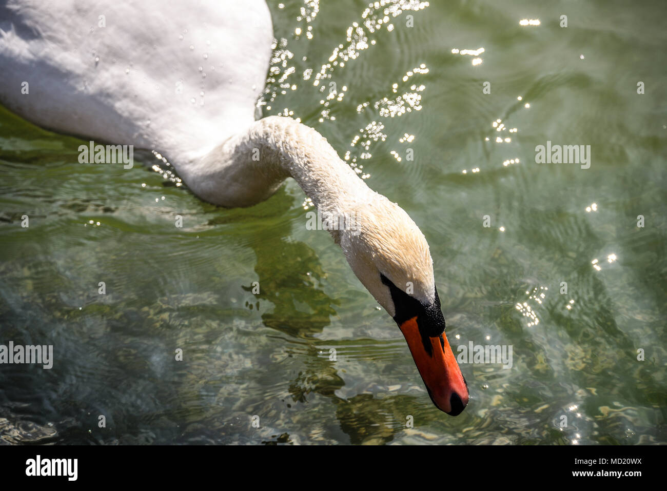Swan in the River Thames at Gunners Park, Shoeburyness, Essex, at the ...