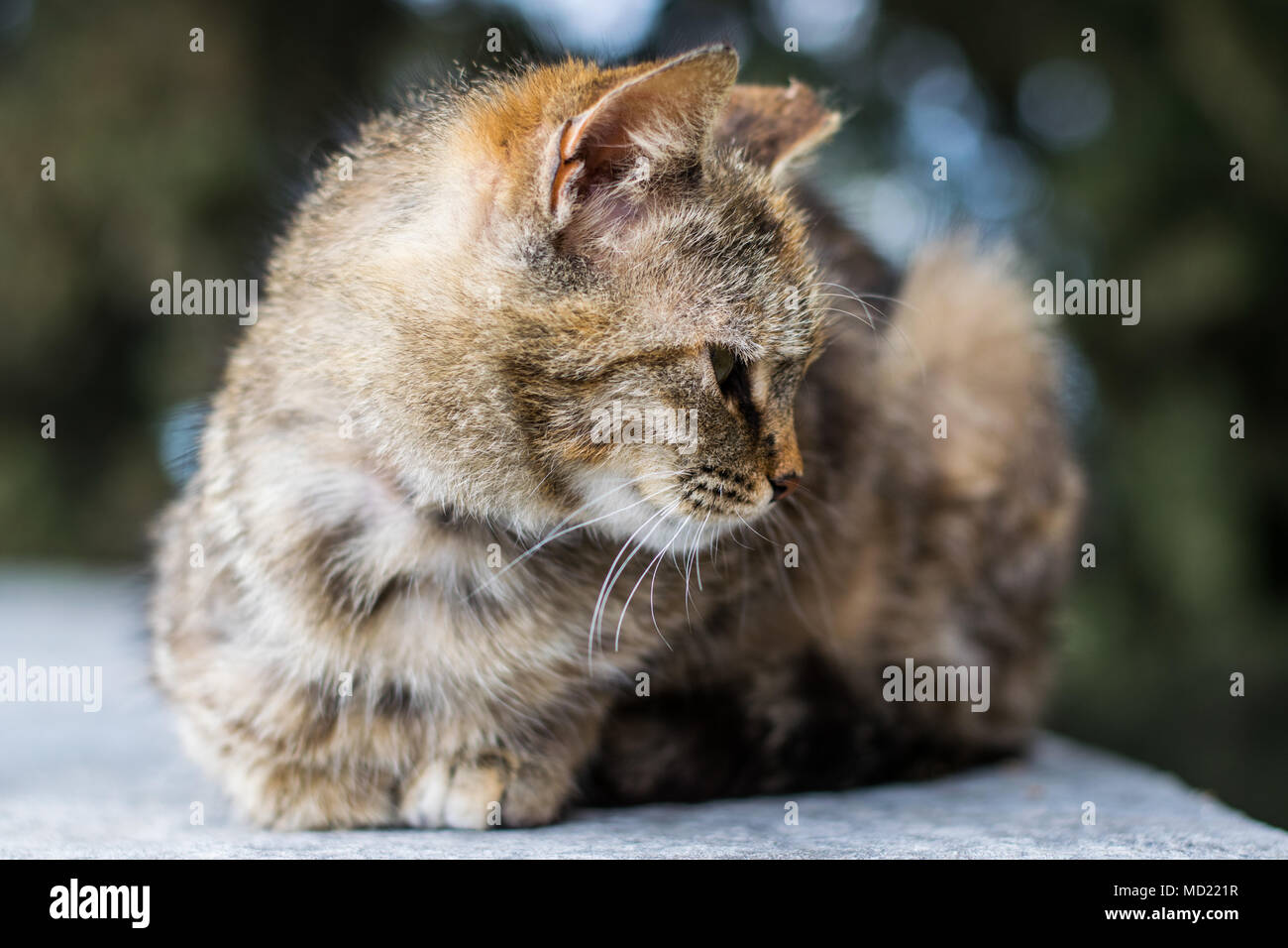 Lonely feline hi-res stock photography and images - Alamy