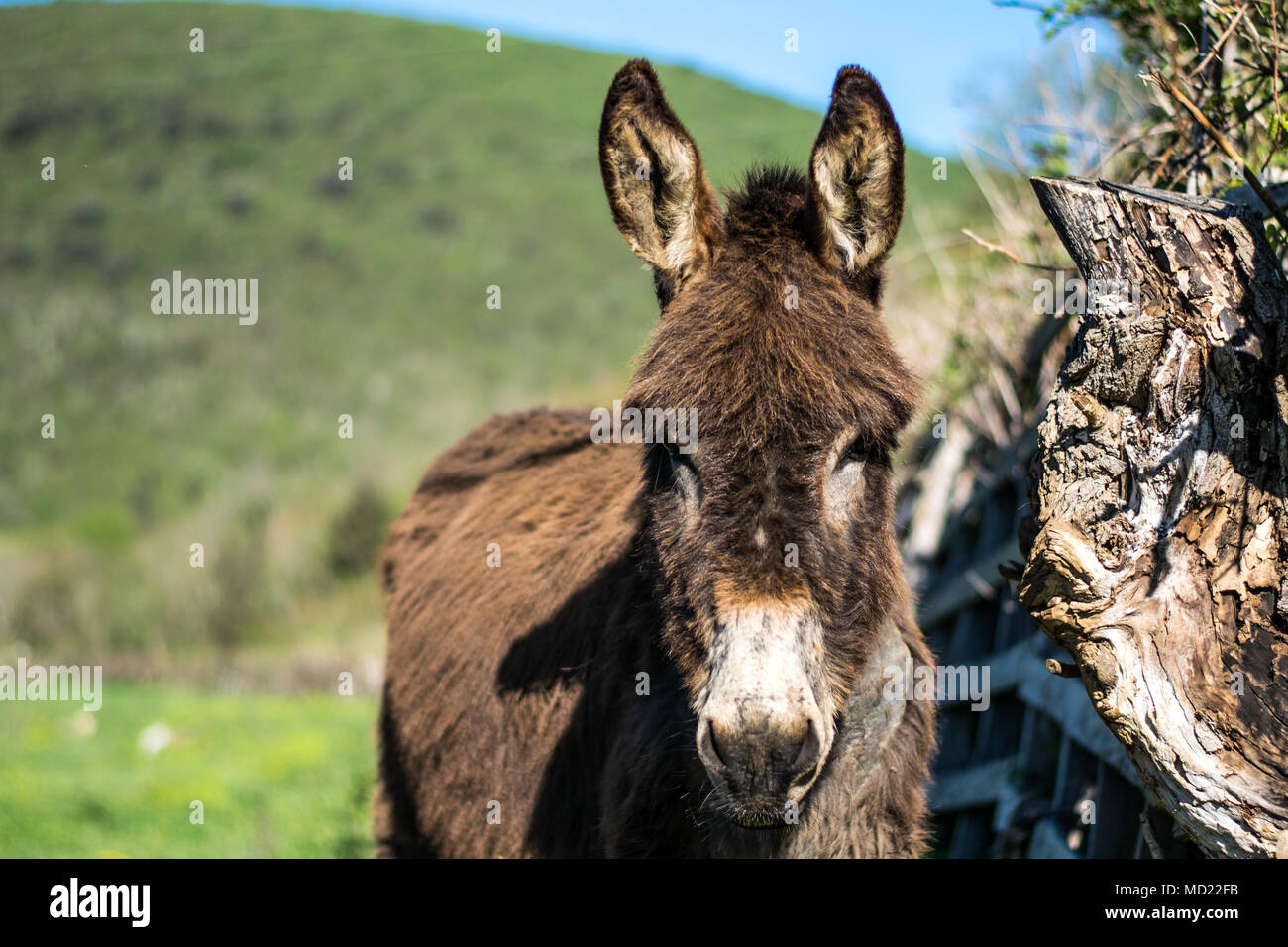 Alert donkey portrait Stock Photo - Alamy