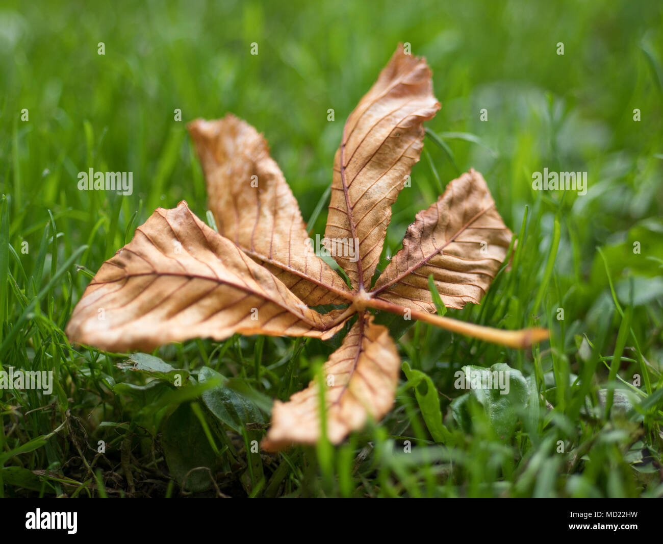 Single brown leaf in autumn on the ground. Horse chestnut / conker leaf ...