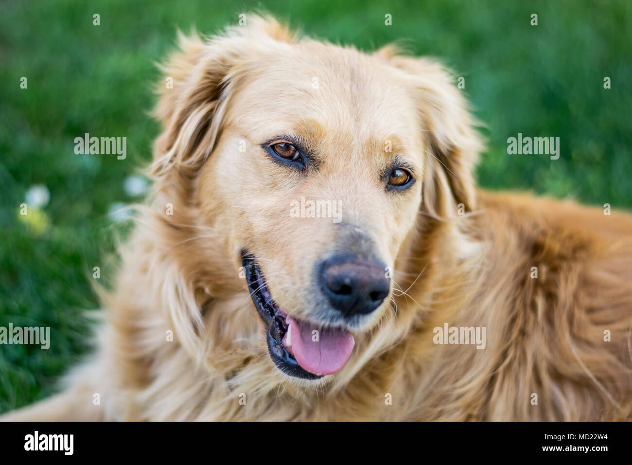 Canine portraits hi-res stock photography and images - Alamy