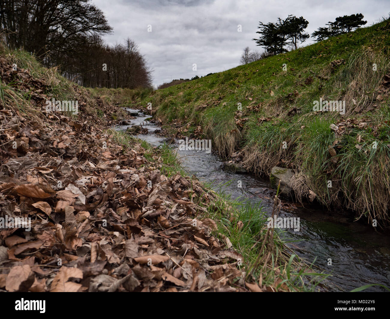 Stream running through trees hi-res stock photography and images - Alamy