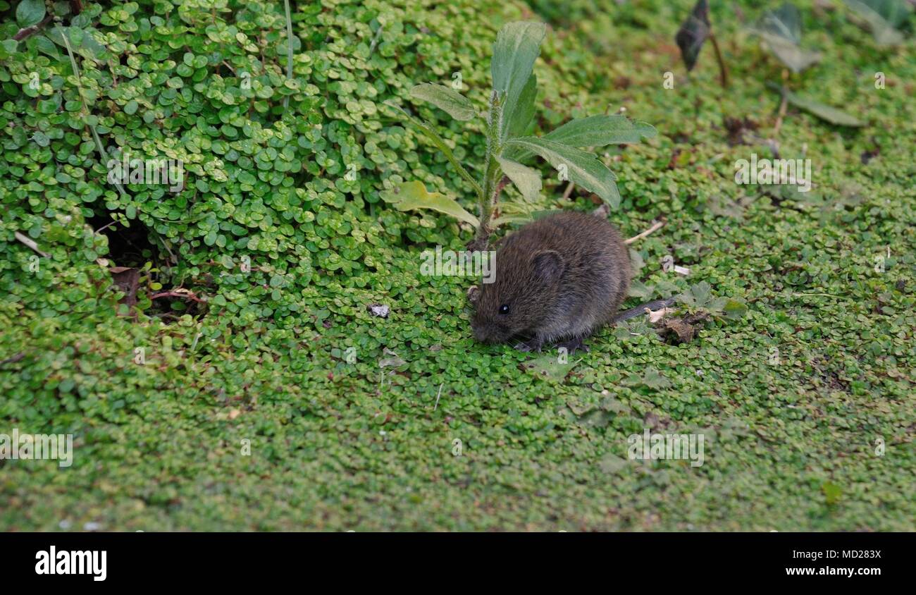 Expert Guide to Identifying and Managing Garden Pest Voles: Tips and ...