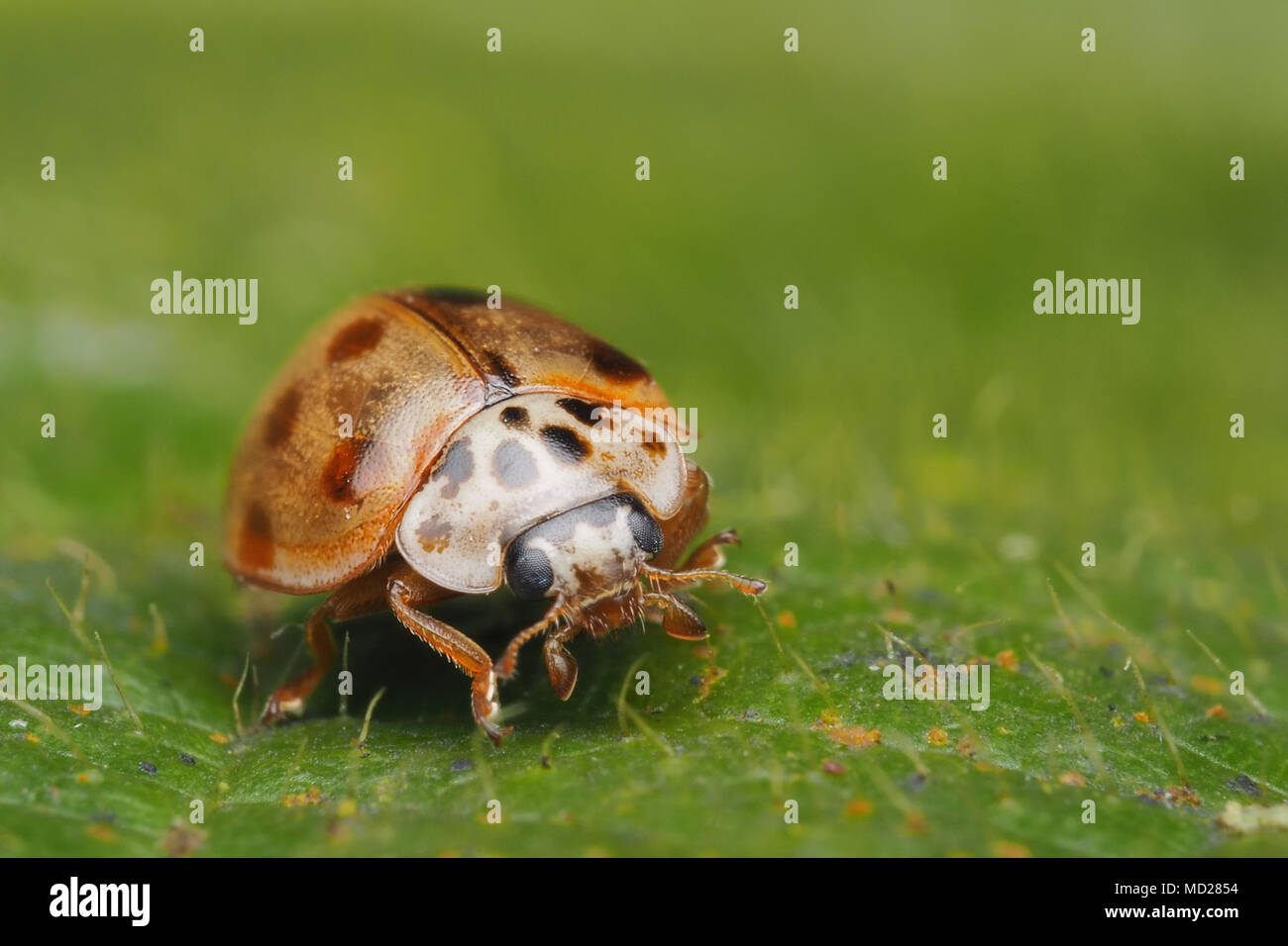10 spot ladybird hi-res stock photography and images - Alamy