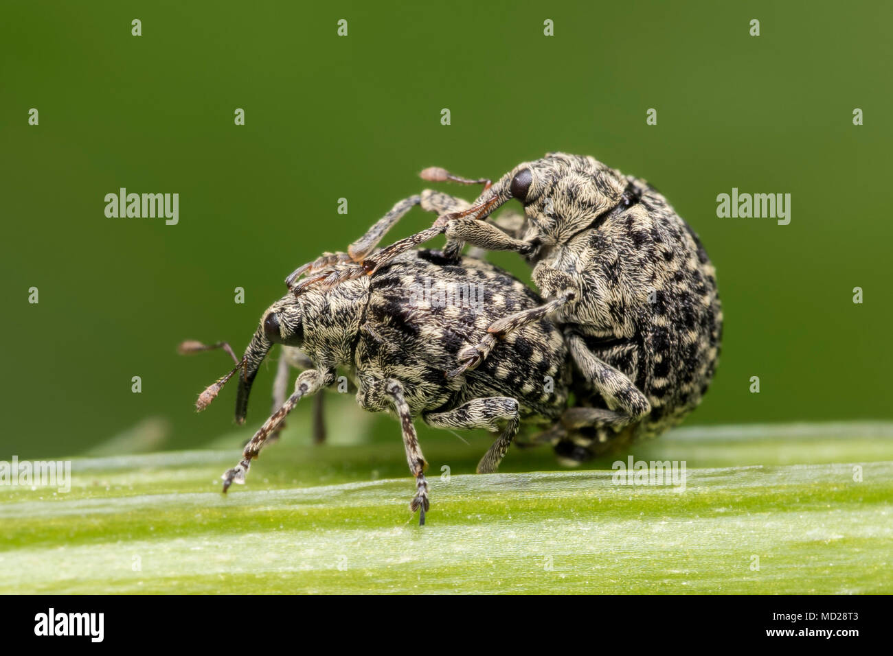Mating Figwort Weevils (Cionus hortulanus) on figwort stem. Tipperary ...