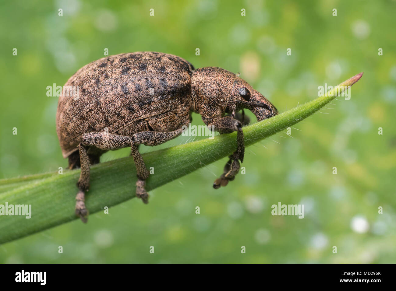 Weevil (Liophloeus tessulatus) perched on the end of a blade of grass ...
