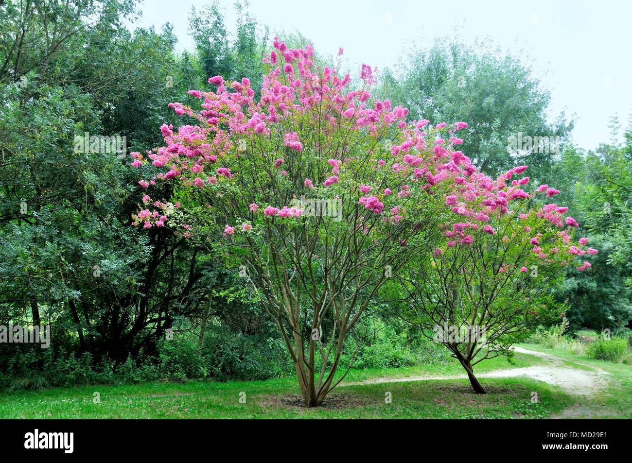 lilies of indiain a garden, flower tree Stock Photo - Alamy