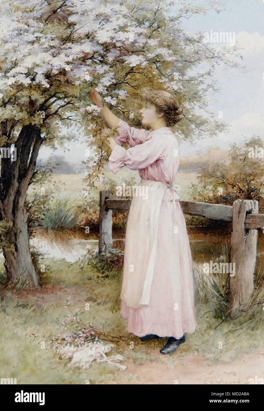 Wilson Charles Edward - Apple Blossom Stock Photo - Alamy