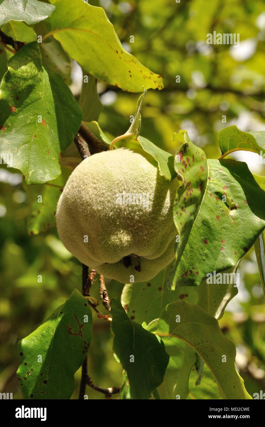 Quince in tree Stock Photo - Alamy