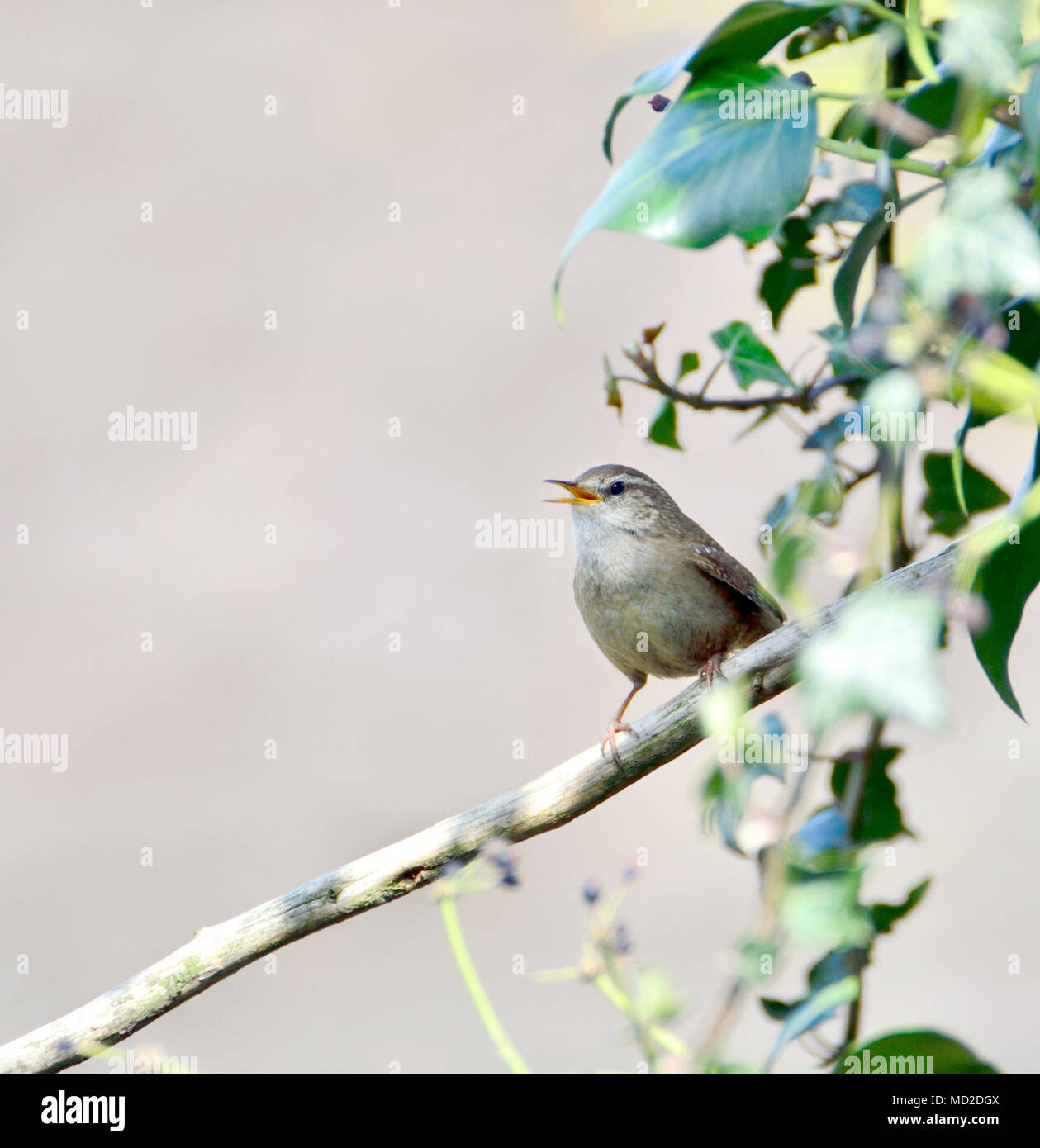Singing wren hi-res stock photography and images - Alamy