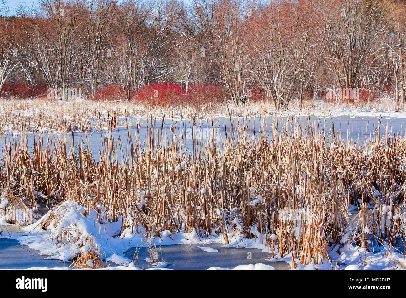 Dead cattails and ice hi-res stock photography and images - Alamy