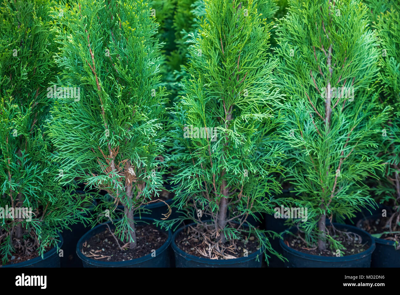 Many Green Hedge of Thuja Trees, or Green hedge of the Tui trees in ...