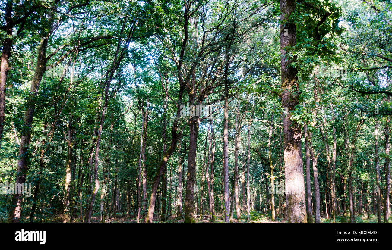View of trees in a forest, Brittany, France, Europe Stock Photo - Alamy