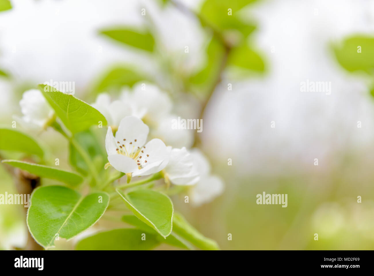 Soft view of White flowers of a flowering quince,Cydonia oblonga, on ...