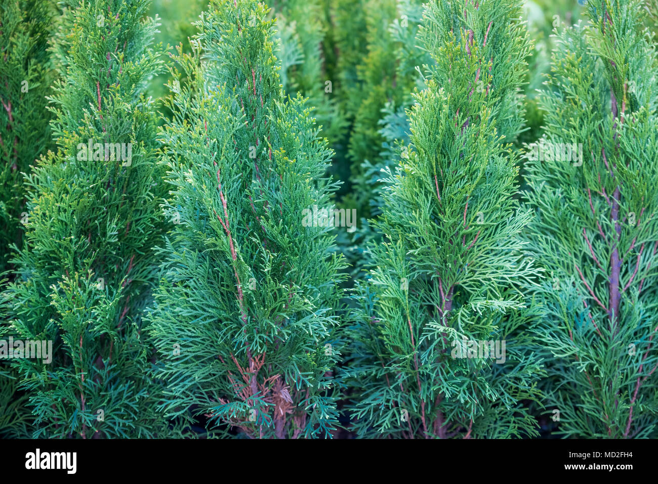 Many Green Hedge of Thuja Trees, or Green hedge of the Tui trees in ...