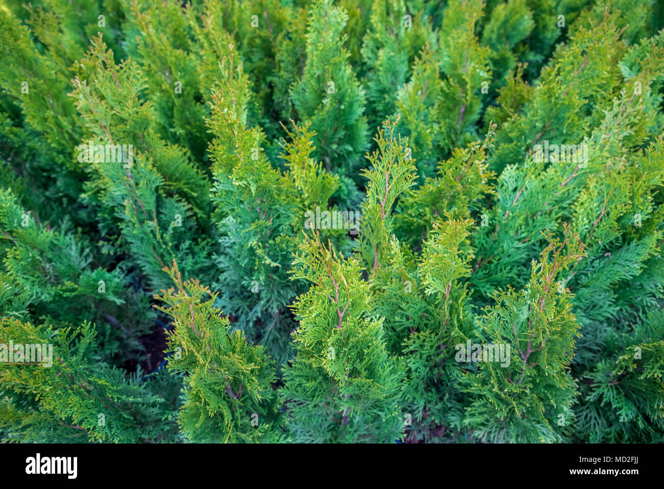 Many Green Hedge of Thuja Trees, or Green hedge of the Tui trees in ...