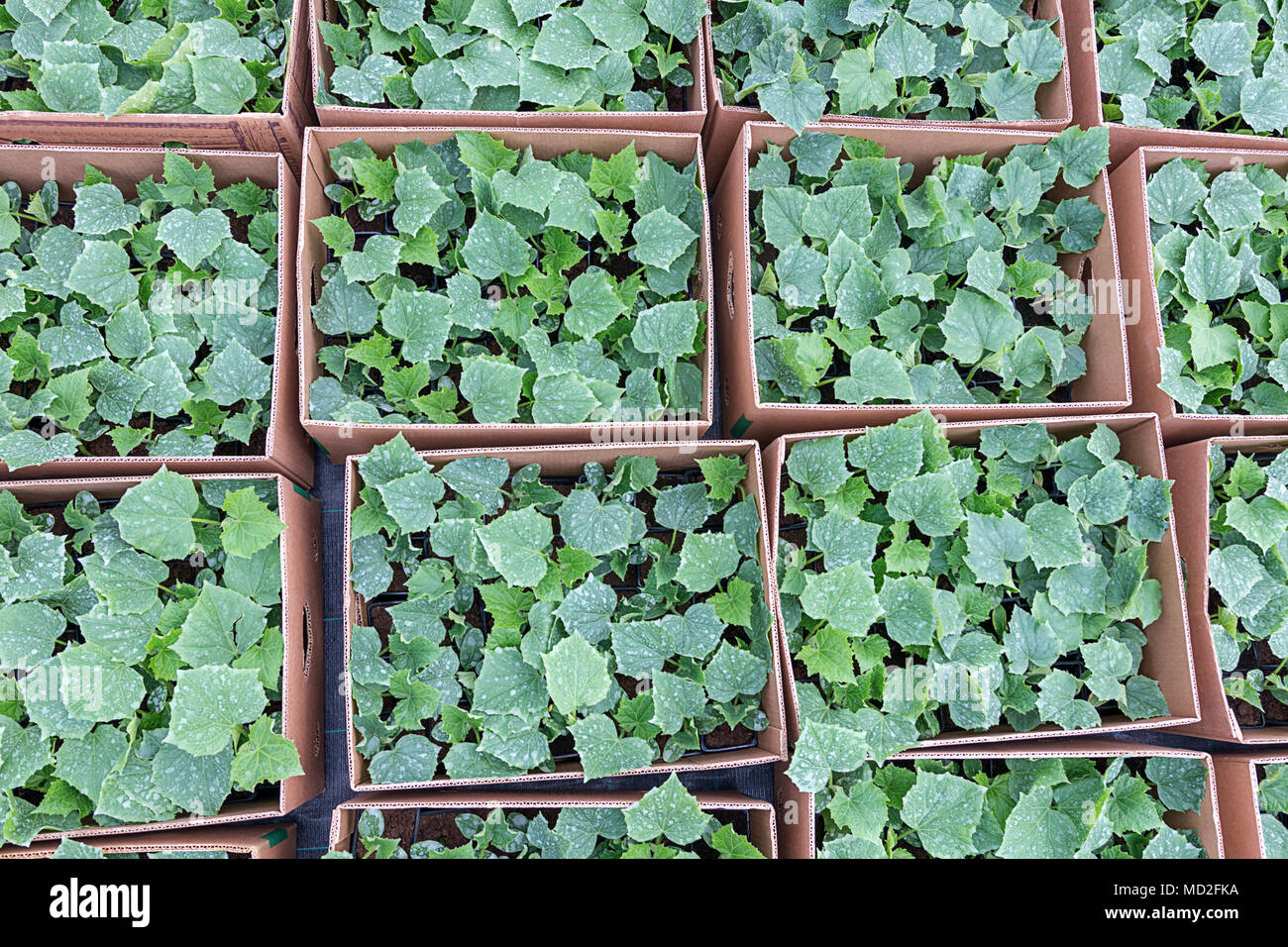 Nursery cucumber seedlings, seedlings business. ready for transport ...
