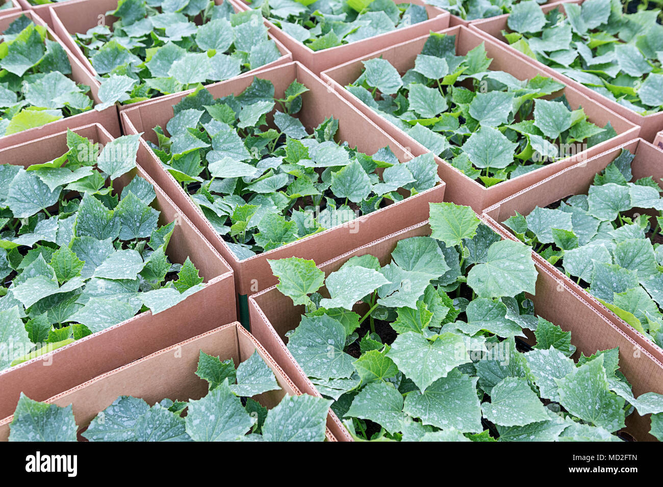 Nursery cucumber seedlings, seedlings business. ready for transport ...