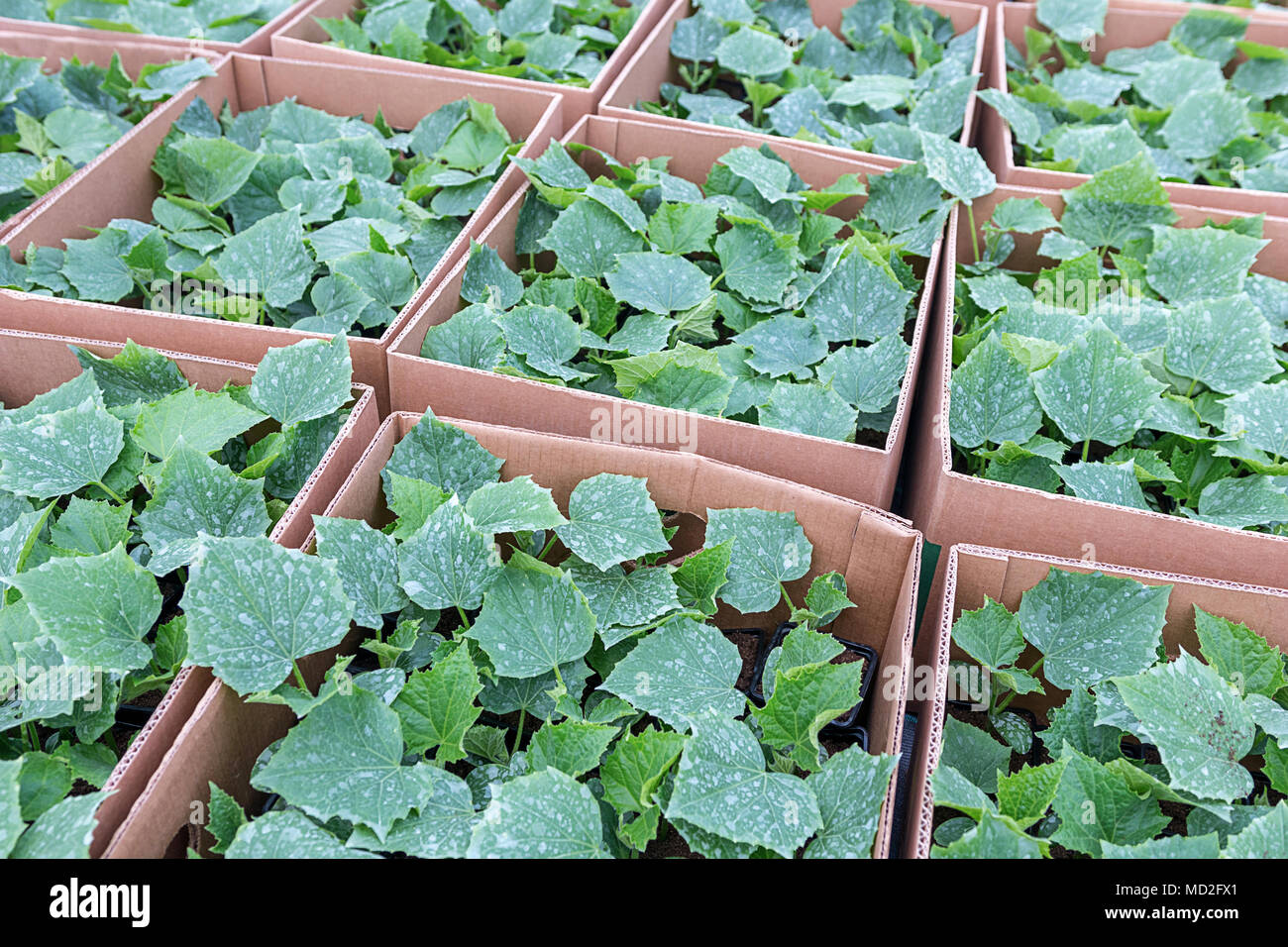 Nursery cucumber seedlings, seedlings business. ready for transport ...