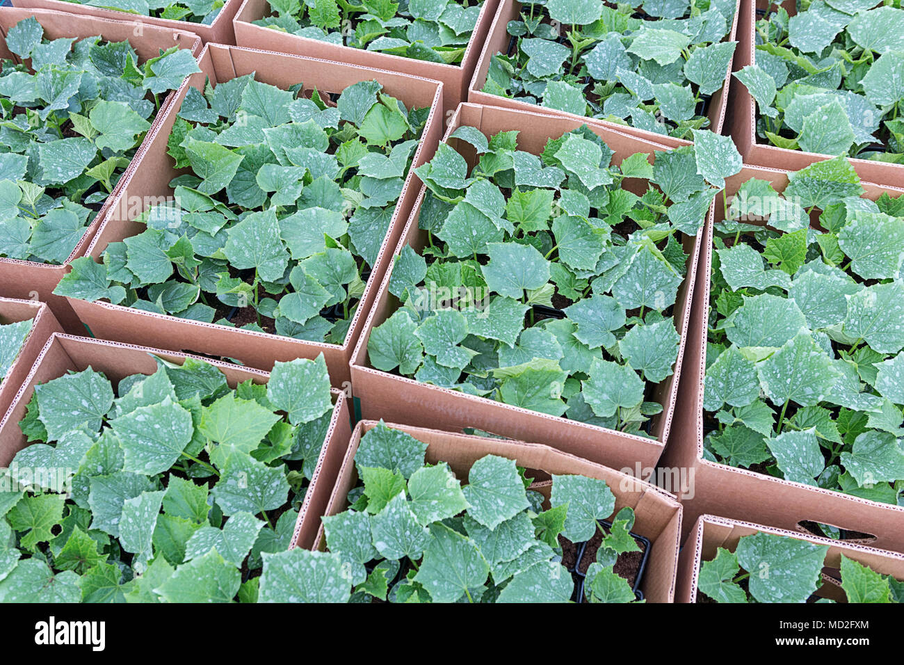 Nursery cucumber seedlings, seedlings business. ready for transport ...