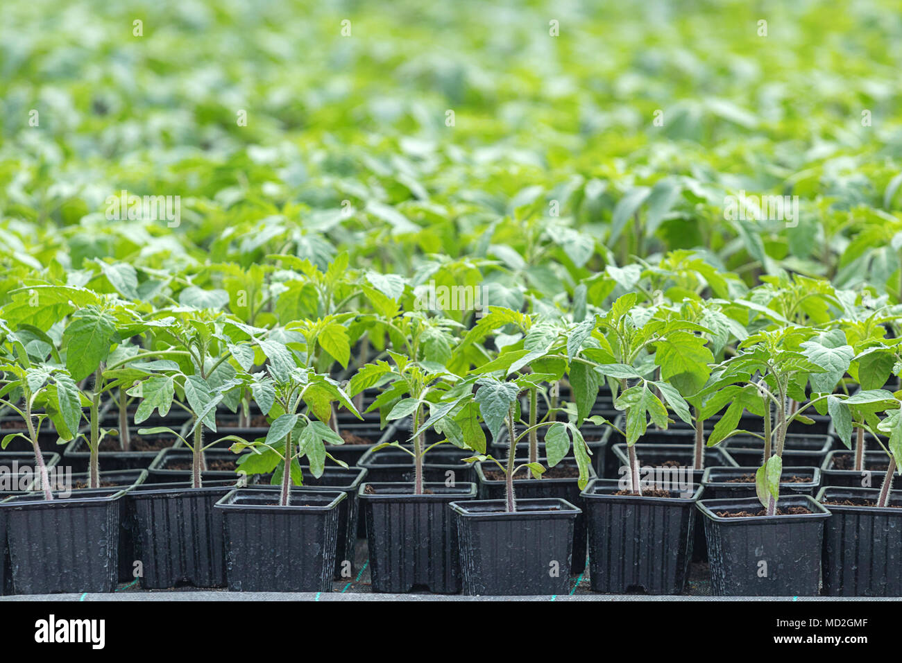 Tomato Seedlings, young foliage of Tomato, Spring seedlings. Sprouts ...