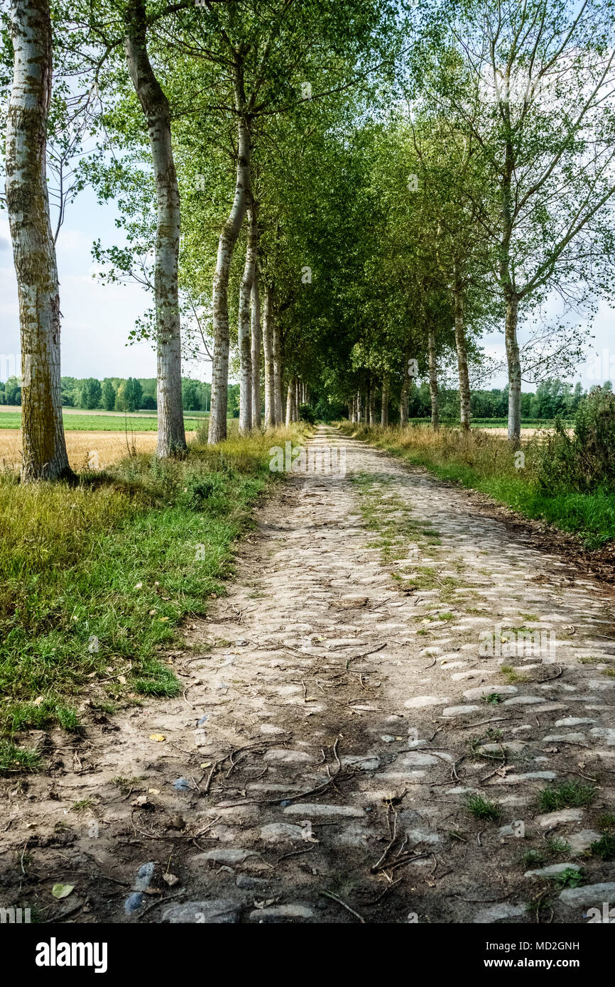 Dirt road through grass field Stock Photo - Alamy