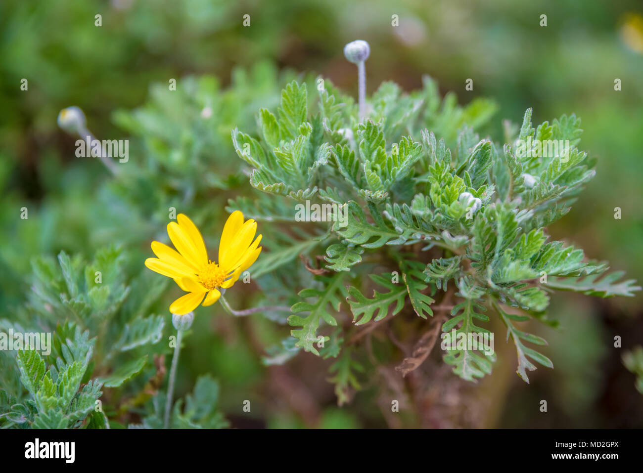 Top view of euryops chrysanthemoides, African bush daisy, nine bright ...