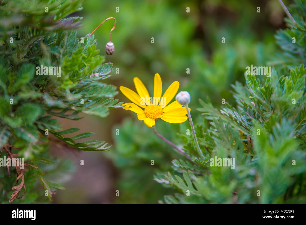 Top view of euryops chrysanthemoides, African bush daisy, nine bright ...