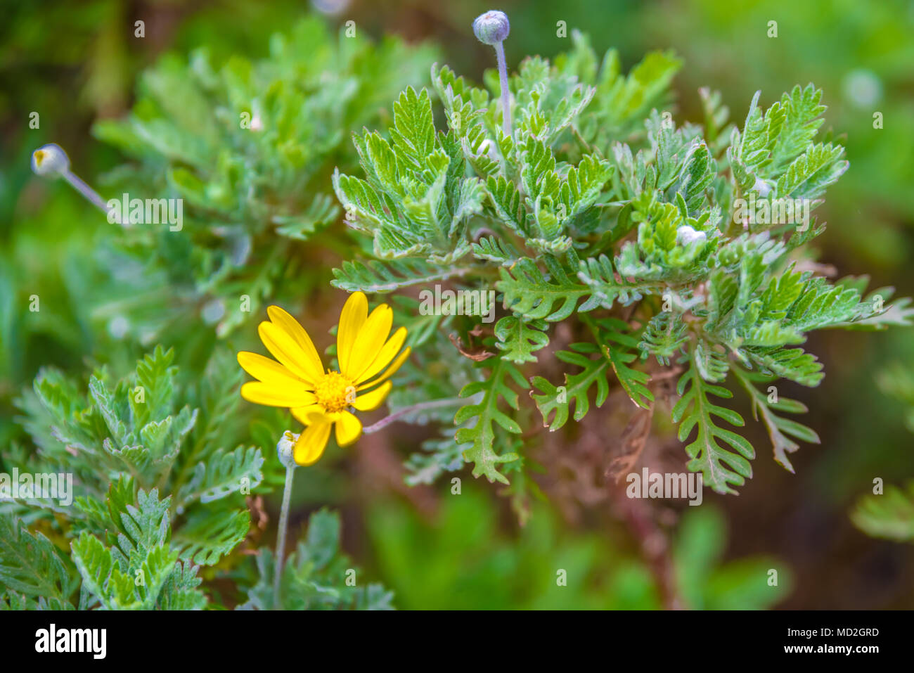 Top view of euryops chrysanthemoides, African bush daisy, nine bright ...