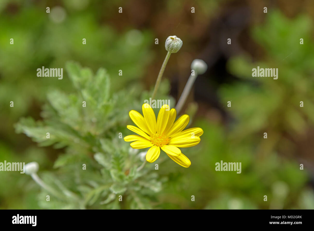 Top view of euryops chrysanthemoides, African bush daisy, nine bright ...