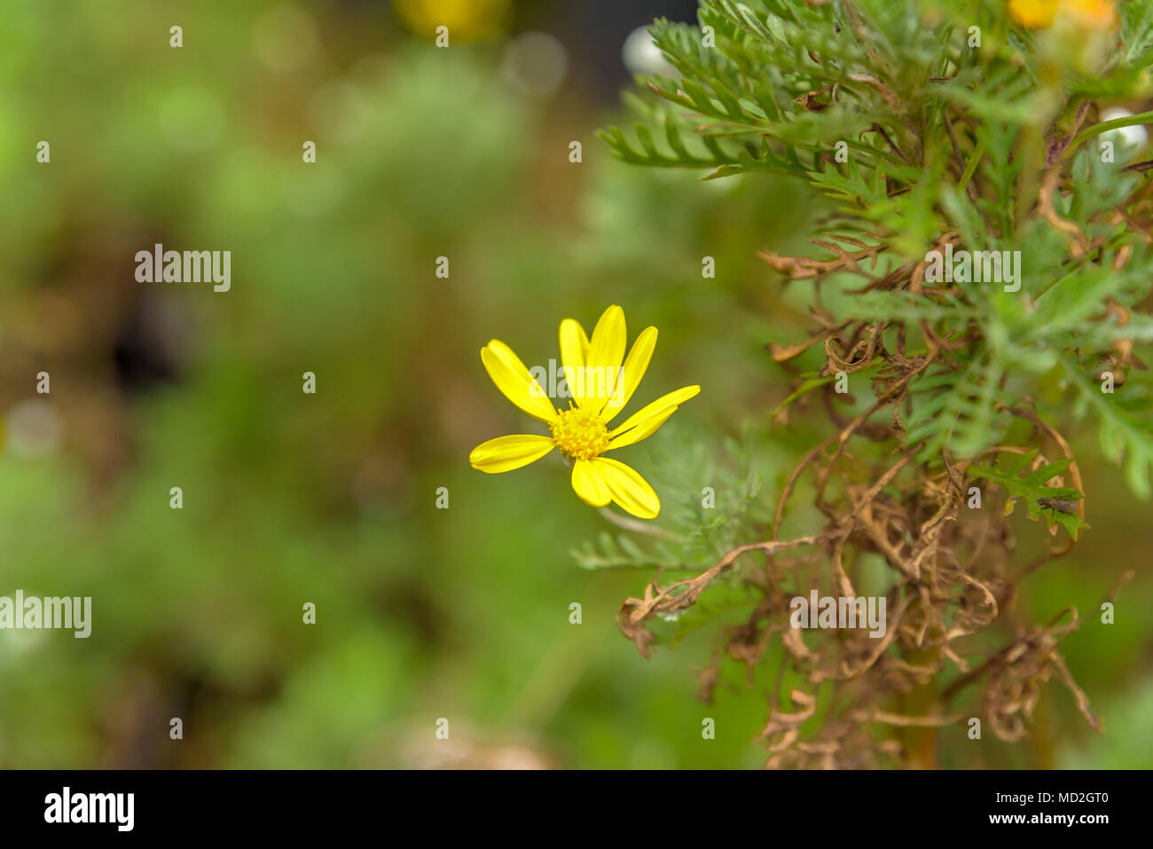 Top view of euryops chrysanthemoides, African bush daisy, nine bright ...