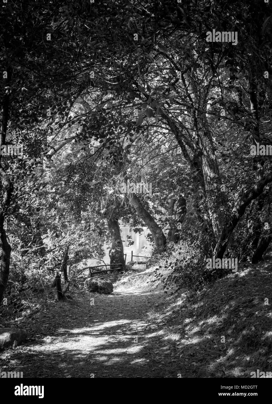 Dirt road through trees in forest, Crete, Greece Stock Photo - Alamy