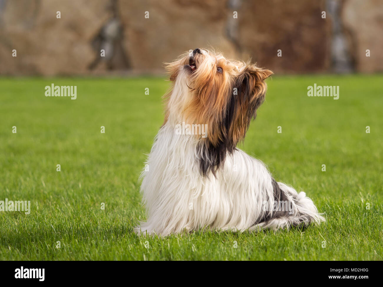 Yorkie playing in grass hi-res stock photography and images - Alamy