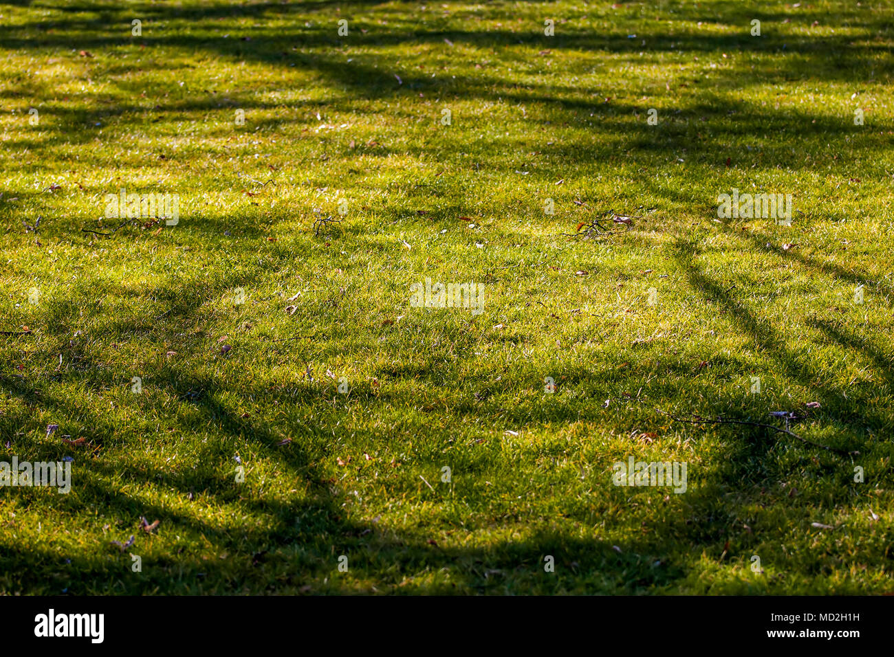 Spring lawn with shadows of branches in the morning Stock Photo - Alamy