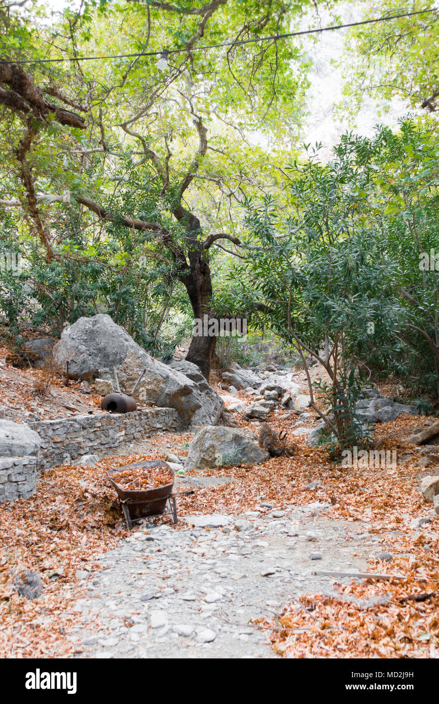Trees in forest, Crete, Greece Stock Photo - Alamy