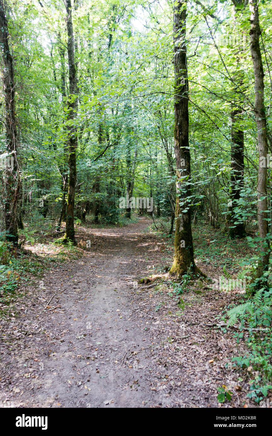 View of a path between trees in a forest, Brittany, France, Europe ...