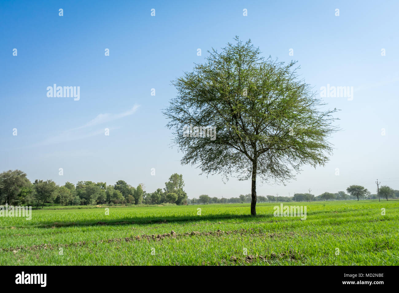 Isolated tree in field captured near Rajasthan, India Stock Photo - Alamy