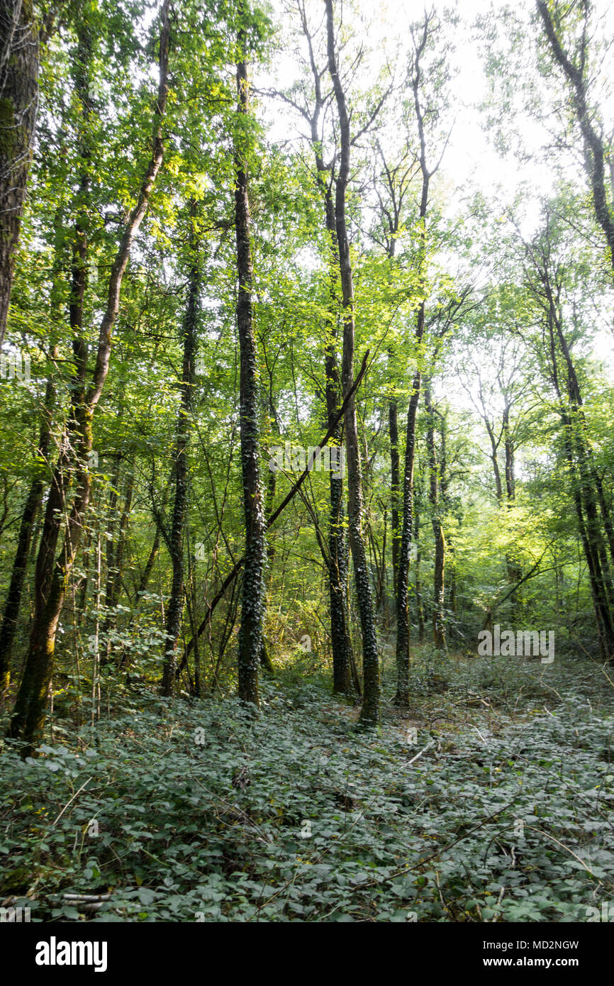 View of trees in a forest, Brittany, France, Europe Stock Photo - Alamy