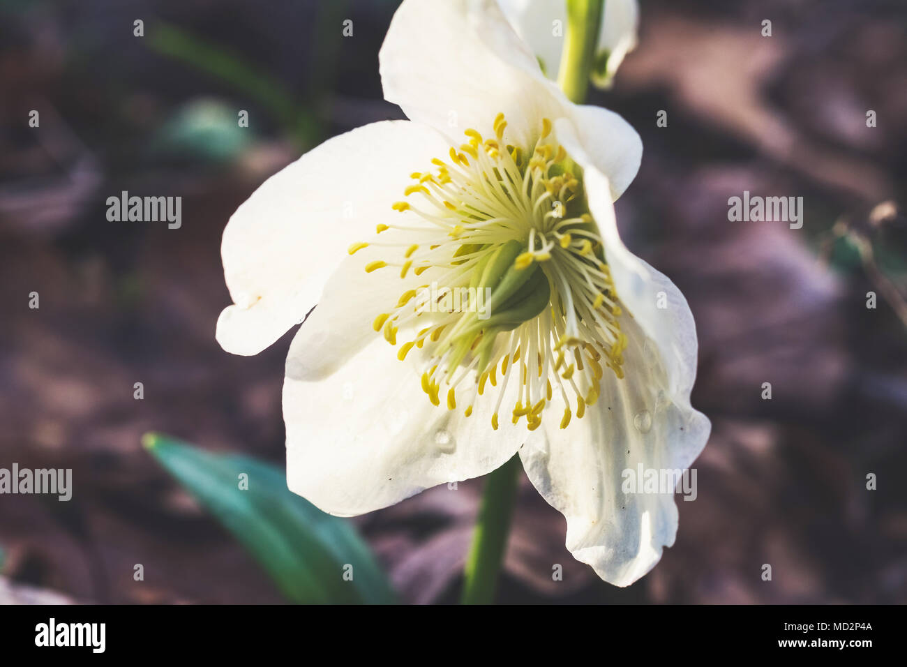 Early spring beautiful flowers Stock Photo - Alamy